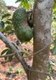 Buy Organic Soursop Fruit (Laxman phal) – 1kg