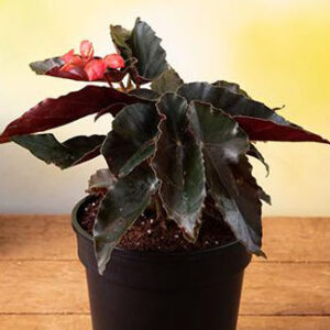Begonia Rex Red Plant - Plantsville.in