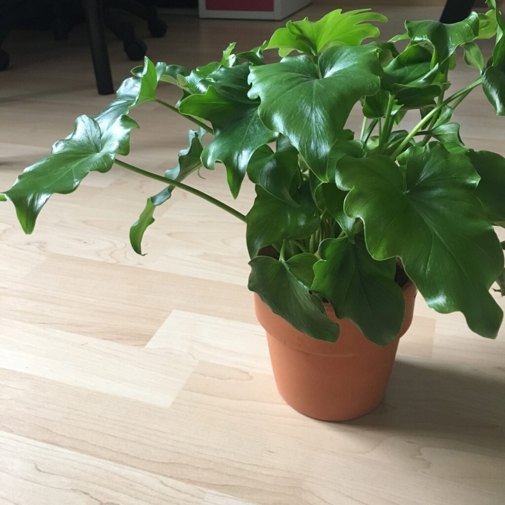 Philodendron Little Hope - Plantsville.in