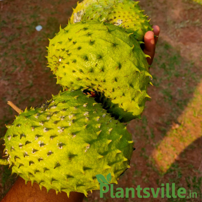 Buy Organic Soursop Fruit (Laxman phal) – 1kg