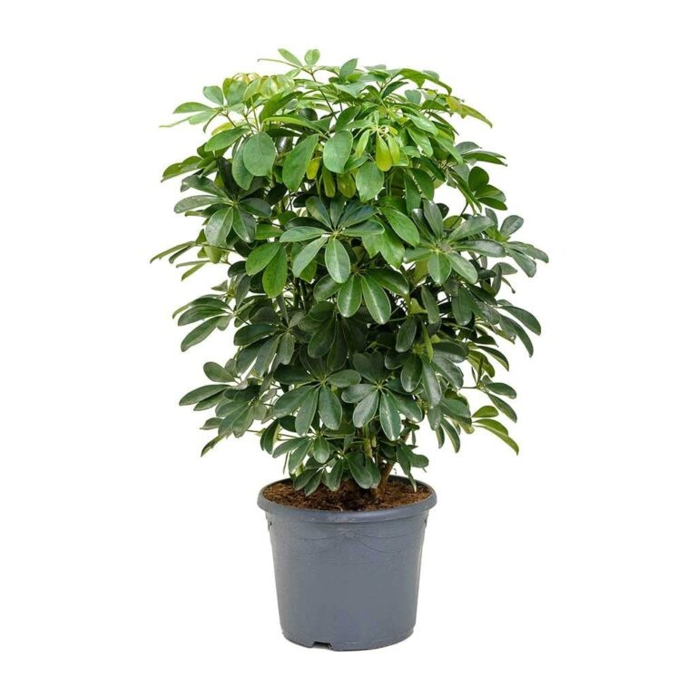 Schefflera Green - Plantsville.in