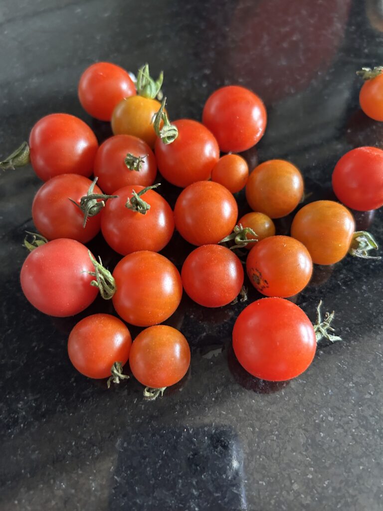 Organic Cherry Tomato Seeds - Plantsville.in