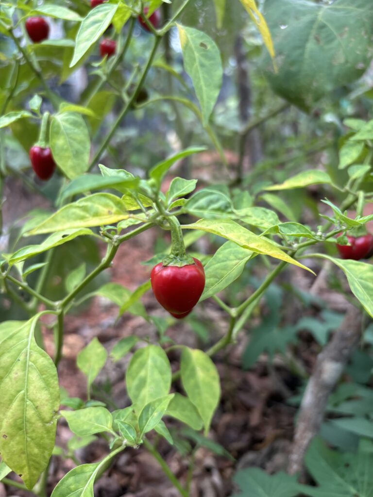 Red Round Cherry pepper seeds - Plantsville.in